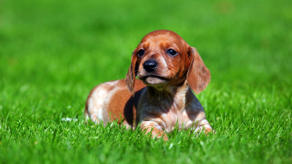 Miniature Dachshund Puppies: Your Guide to Buying or Adopting in the UK ...