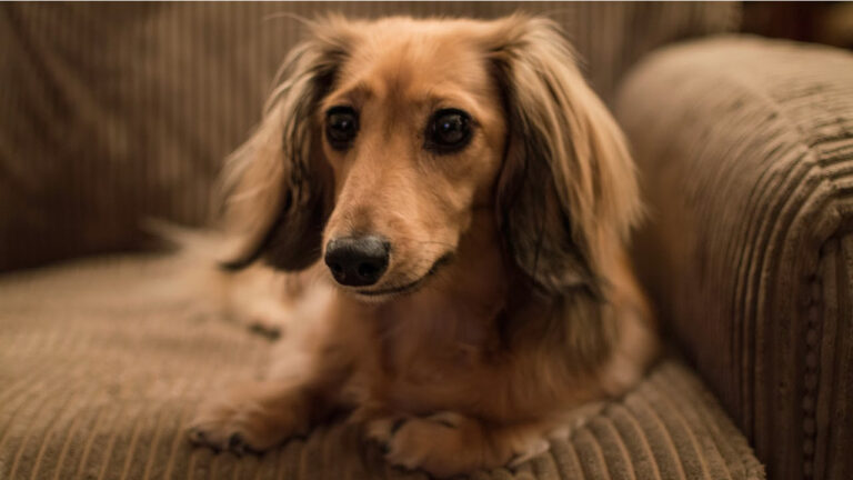 How to Train a Miniature Dachshund: Your Step-by-Step Guide to Success ...